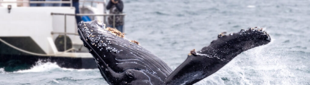 Whalesightings - Pacific Whale Foundation Eco-Adventures