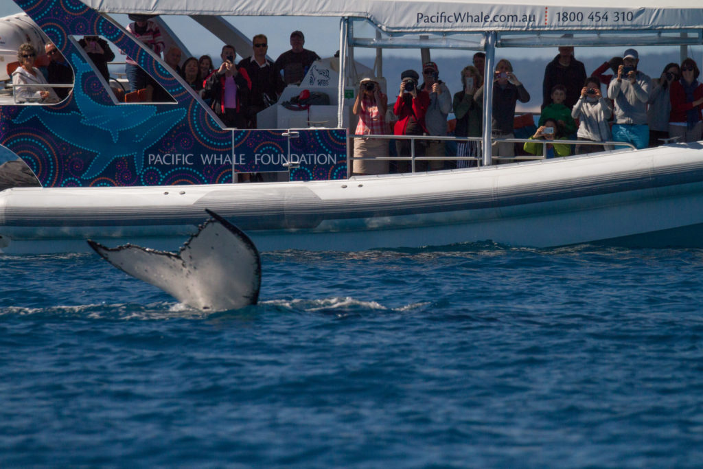 IT’S WHALE-WATCHING SEASON IN AUSTRALIA! - Pacific Whale Foundation Eco ...