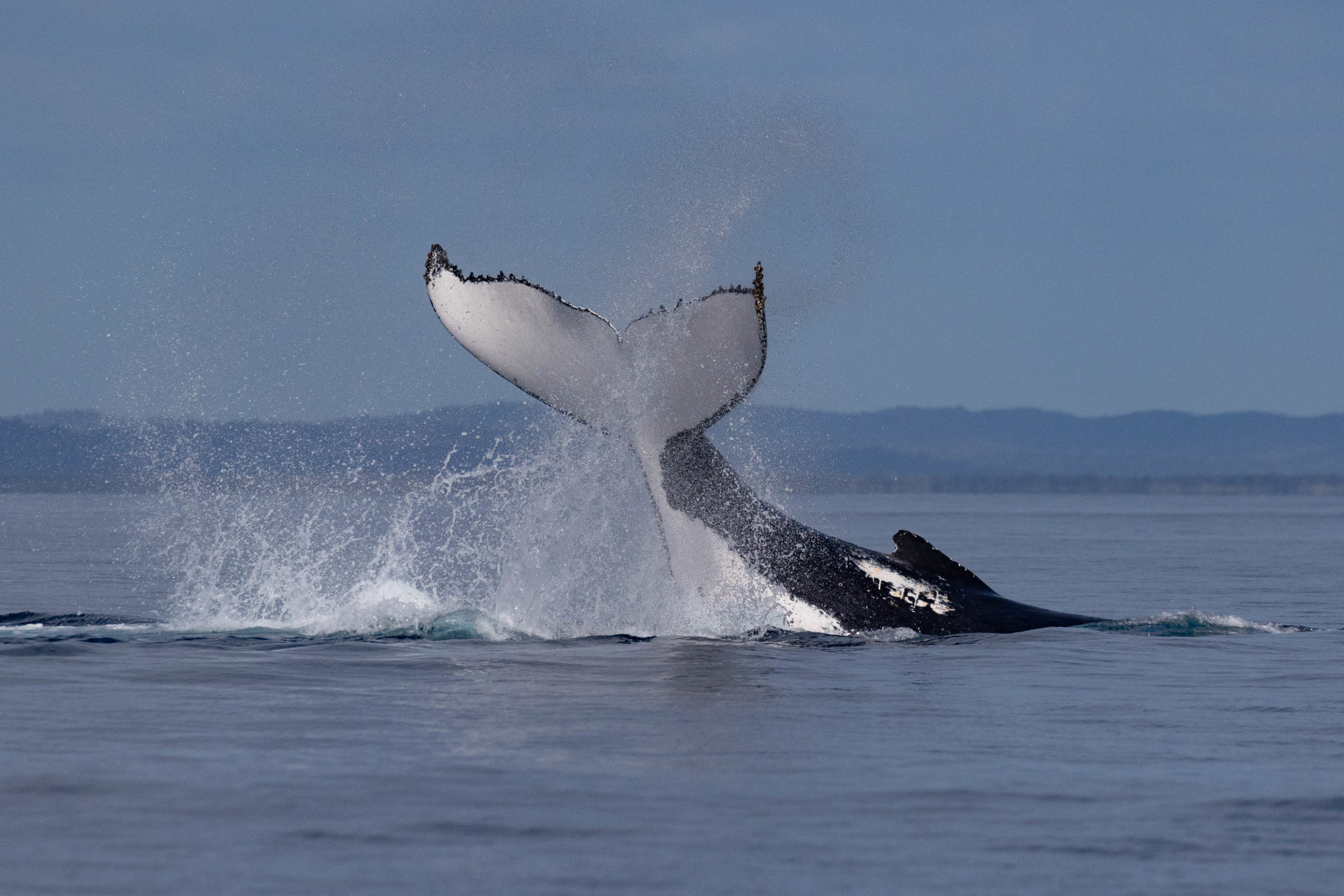 Hervey Bay's Ultimate Whale Watch - Pacific Whale Foundation Eco-Adventures