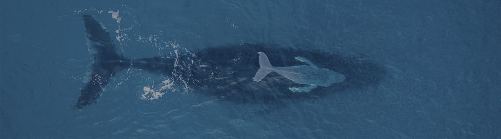 Nala the Famous Humpback Whale - Pacific Whale Foundation Eco-Adventures