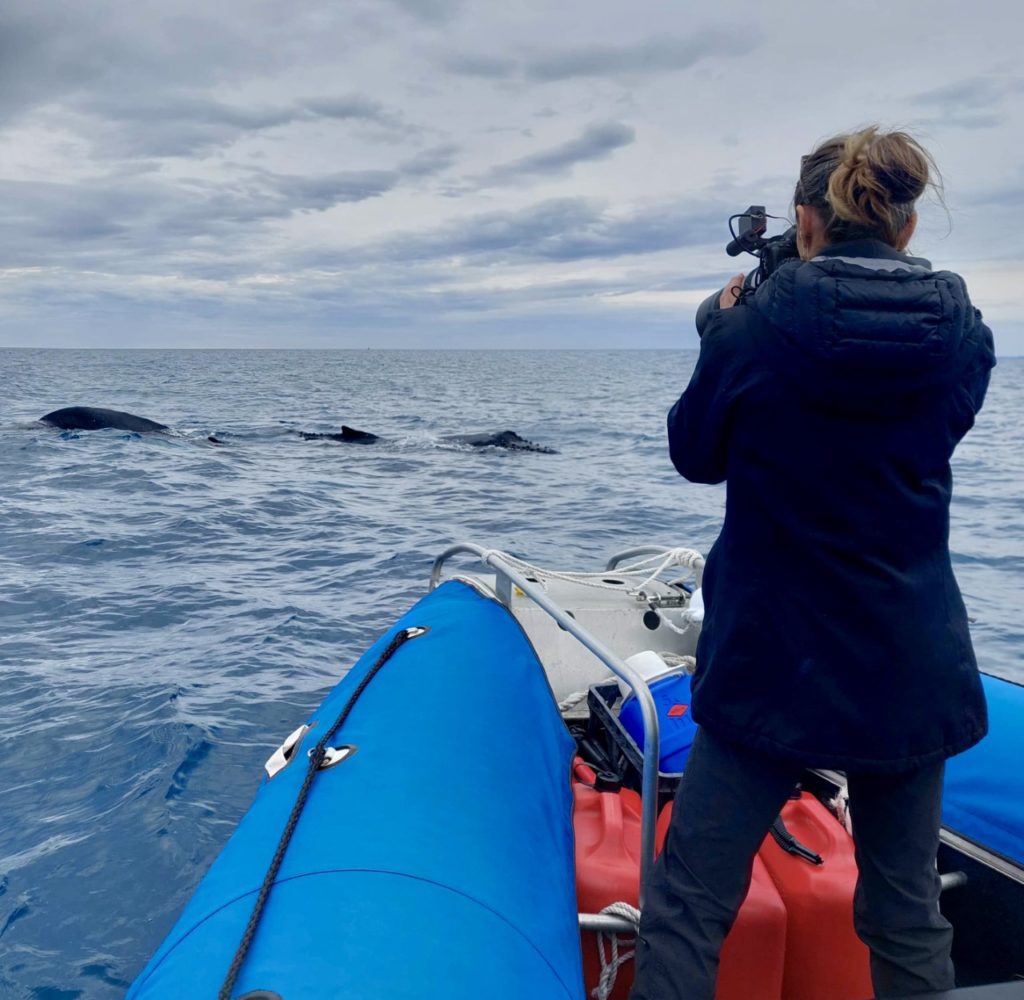 Exploring the Health of Hervey Bay’s Humpback Whales: A Look into their ...