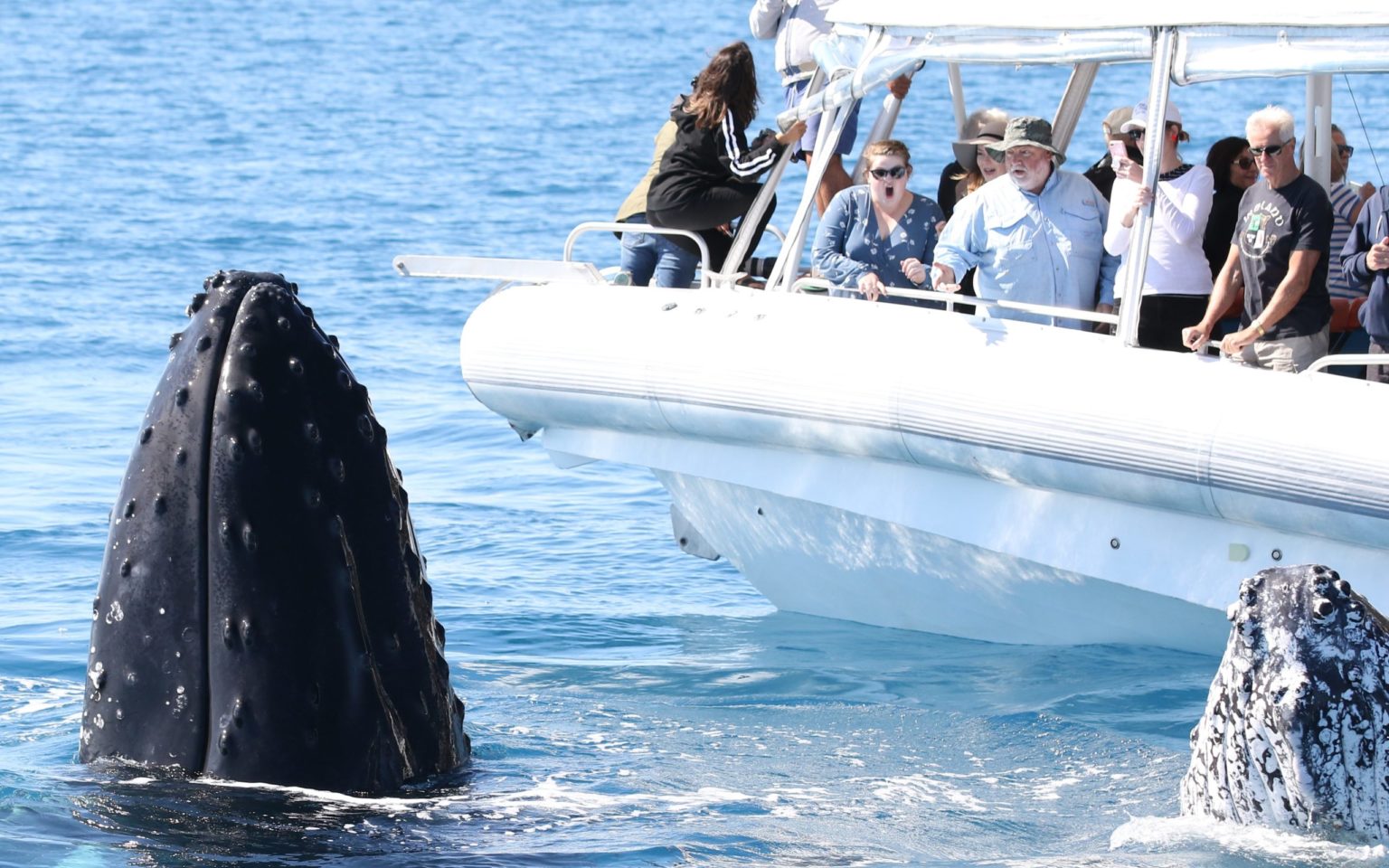 Hervey Bay's Ultimate Whale Watch - Pacific Whale Foundation Eco-Adventures